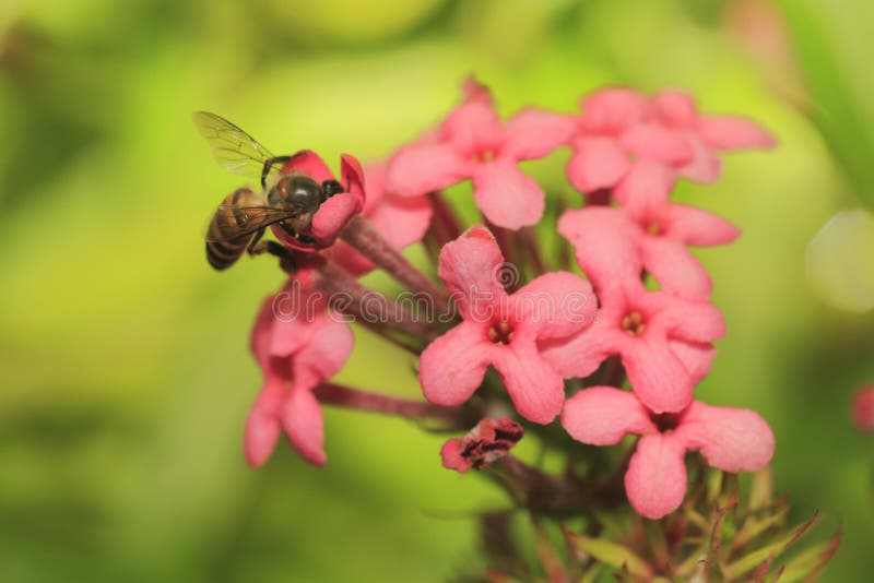Bee on flower 5 stock image. Image of nectar, flower - 32038761