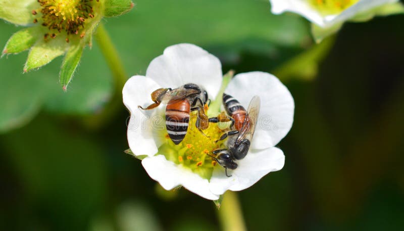 Bee on flower strawberries stock image. Image of berry - 50497467
