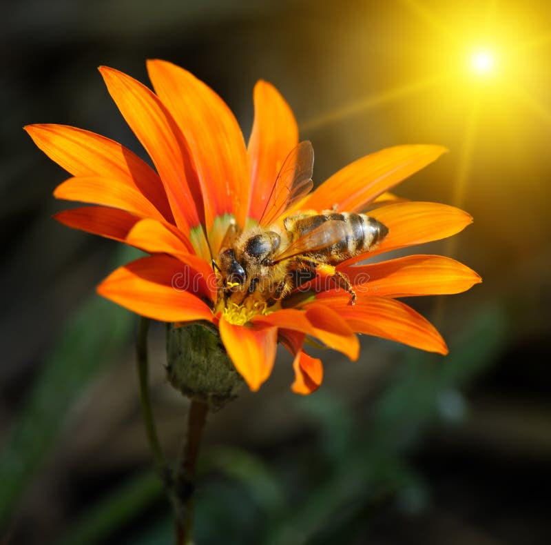 Bee in Sun Ray stock image. Image of nest, green - 53647019