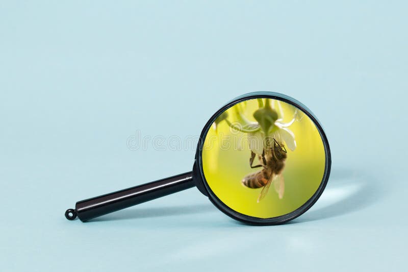 Insect Under Magnifying Glass Stock Photos - Free & Royalty-Free Stock ...