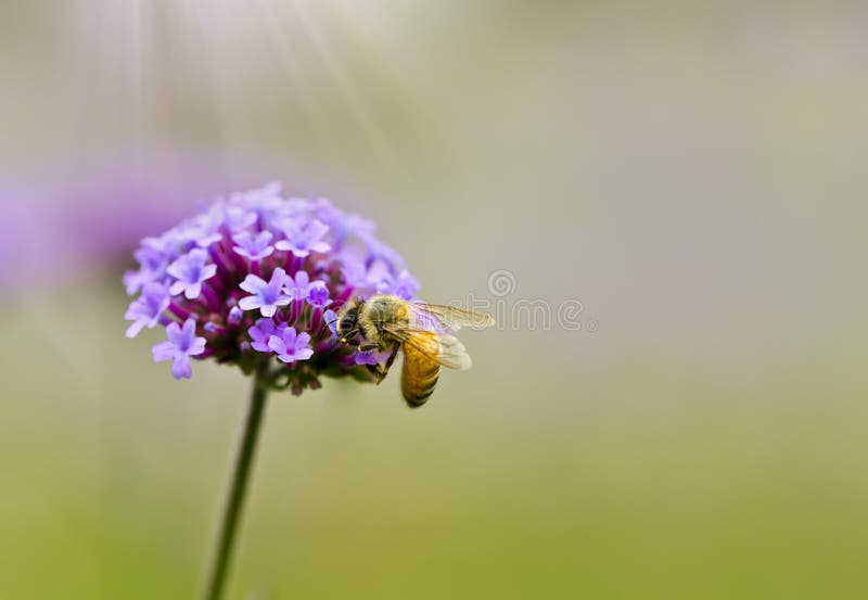 Bee and flower stock photo. Image of green, bumblebee - 48464412