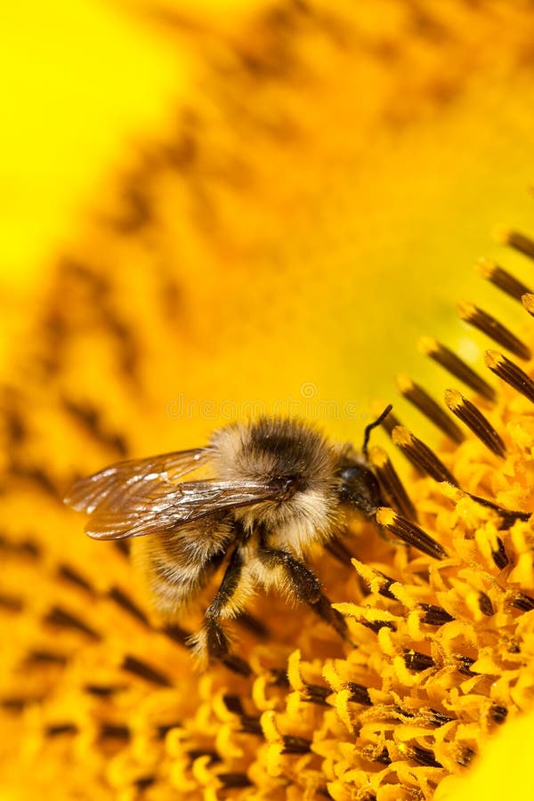 Bee on Flower Vertical Extremely Macro Stock Photo - Image of season ...
