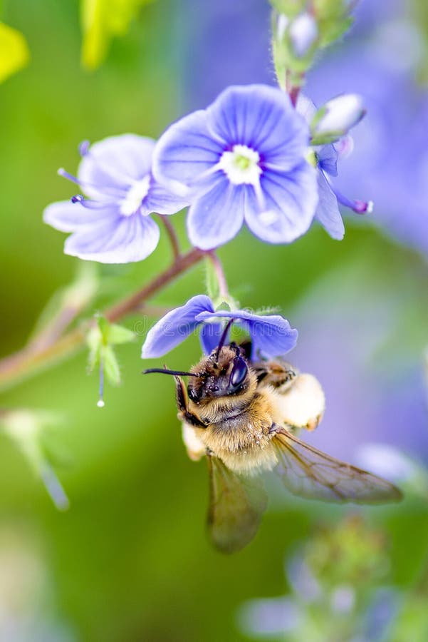 Bee on flower stock photo. Image of insect, summer, violet - 153496310