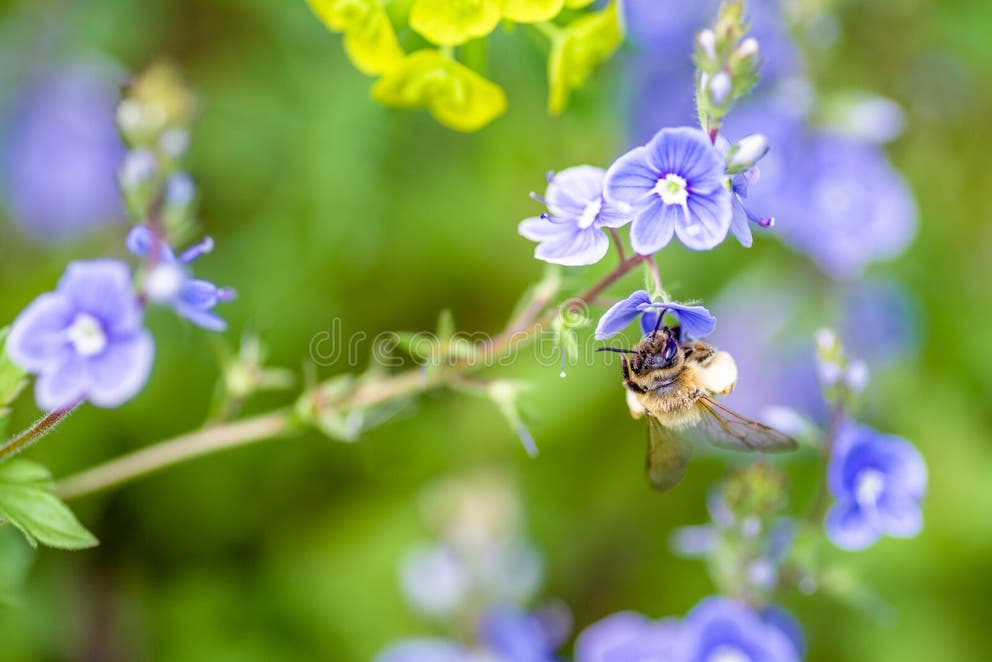 Bee on flower stock image. Image of animal, macro, flowers - 153497227