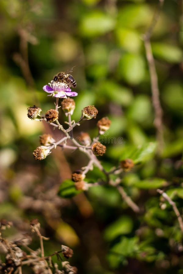Bee on a flower stock image. Image of garden, macro - 289387875