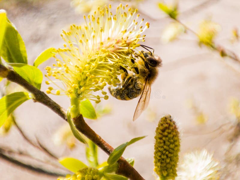 Willow in spring stock image. Image of growing, flying - 68792073