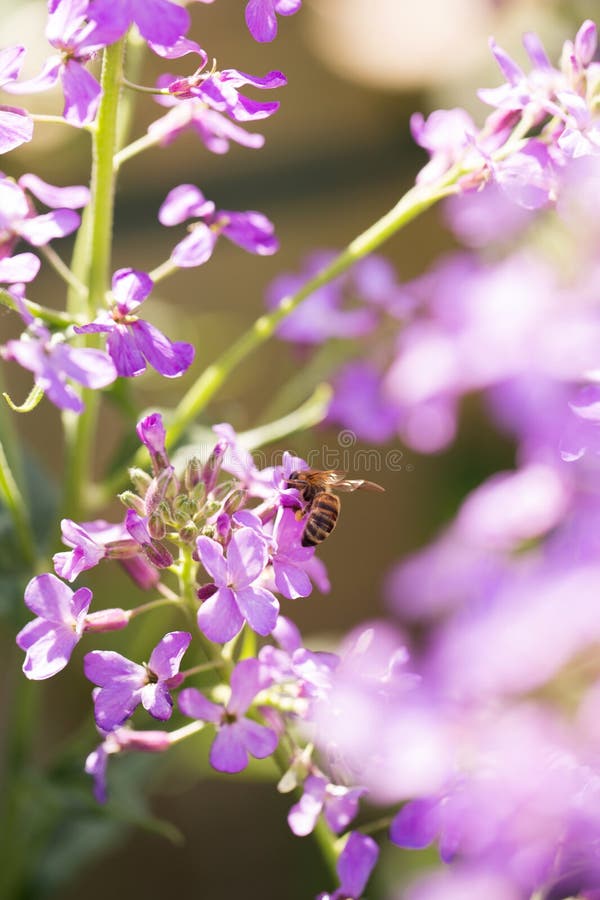 Flowering Matiola Stock Photos - Free & Royalty-Free Stock Photos from ...