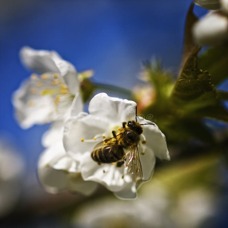 Bee and flowers stock photo. Image of blooming, field - 19450452