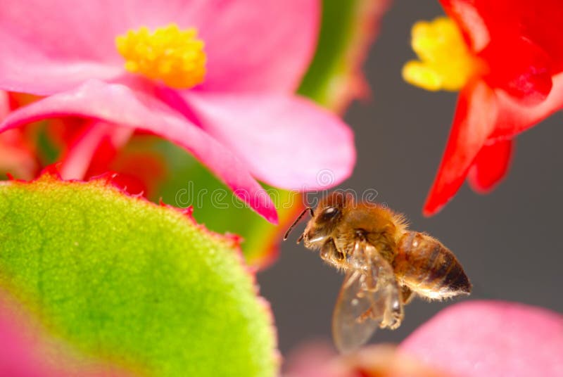 Bee with flowers stock image. Image of macro, yellow, insect - 3725417