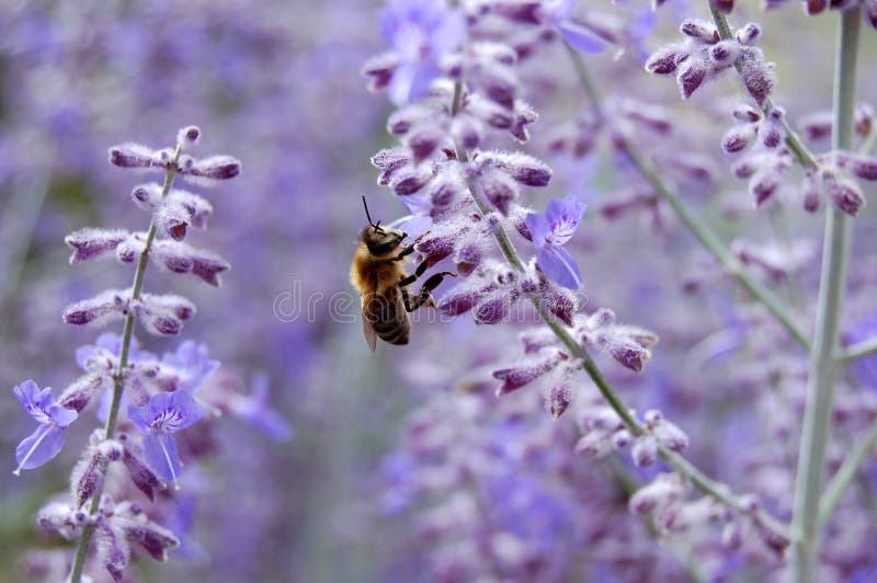 Bee with Flowers stock photo. Image of buzz, colorful - 7279964