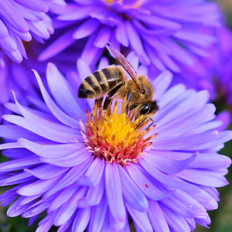 Bee on the Flowers As Background Stock Photo - Image of flower, nectar ...