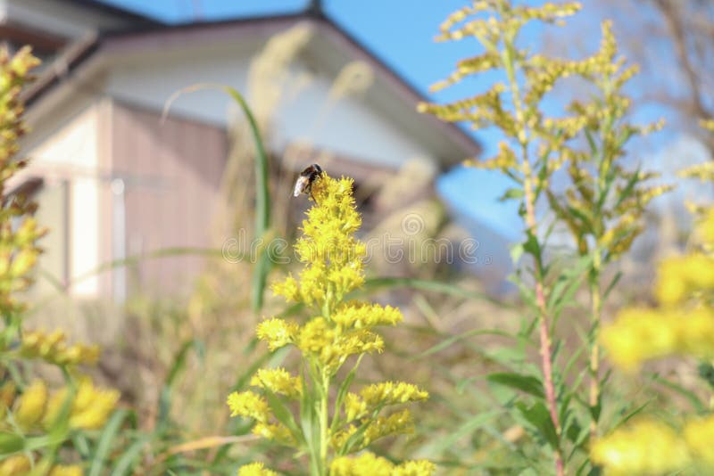 Bee and flowers stock image. Image of flowers, forage - 205623181