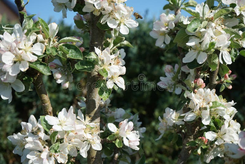 A Bee on Flowers of a Columnar Apple Tree in May. Berlin, Germany Stock ...
