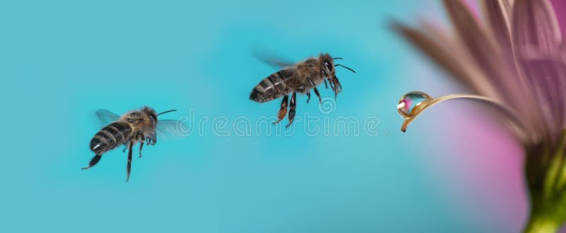 Honey Bee and Flowers with Dew Drop Stock Image - Image of beauty ...