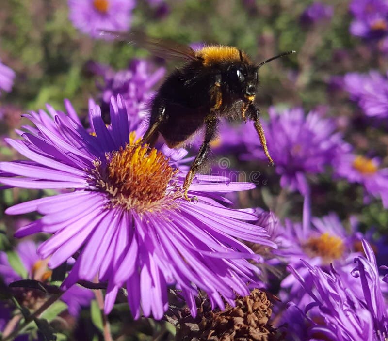 Bee on flowers a kedvencem stock image. Image of purple - 259019563