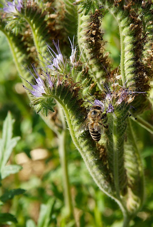 A Bee on Flowers of Phacelia Stock Image - Image of honey, nectar ...