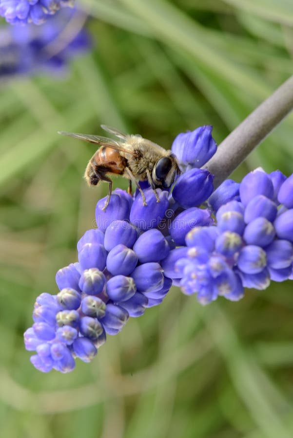 Bee on flowers in spring. stock image. Image of habit - 211025219