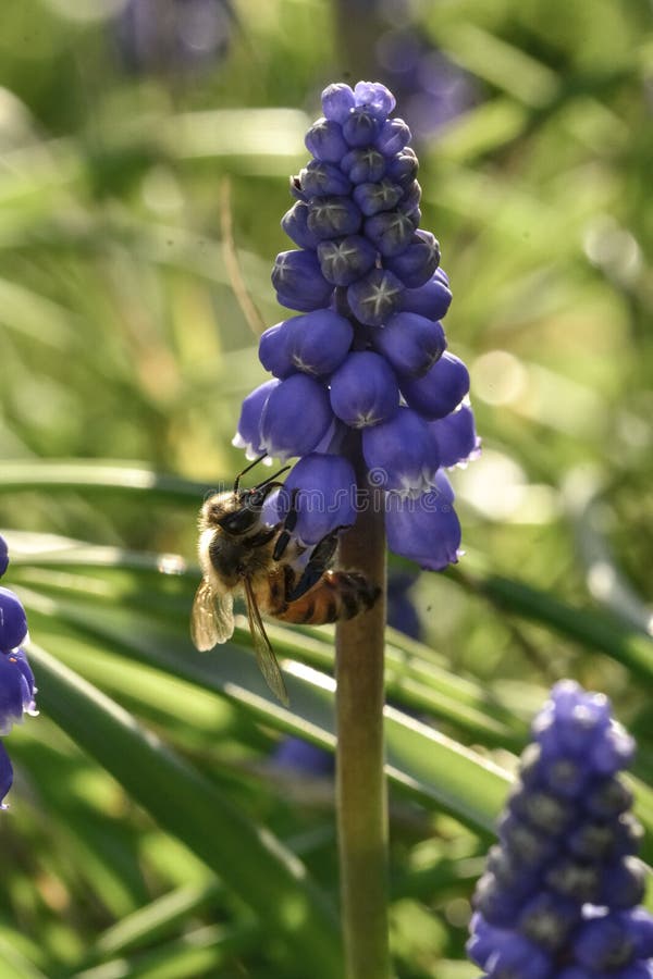 Bee on flowers in spring stock photo. Image of good - 211396424
