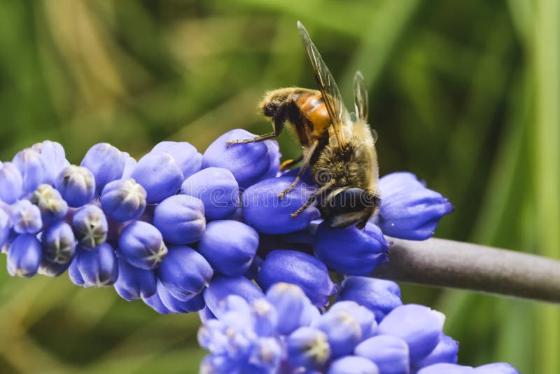 Bee on flowers in spring stock photo. Image of cloying - 213039072