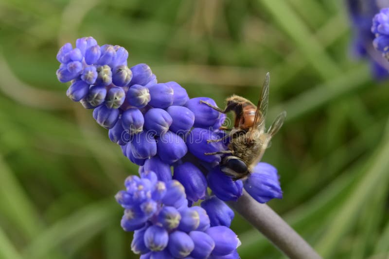 Bee on flowers in spring. stock image. Image of habit - 211025219