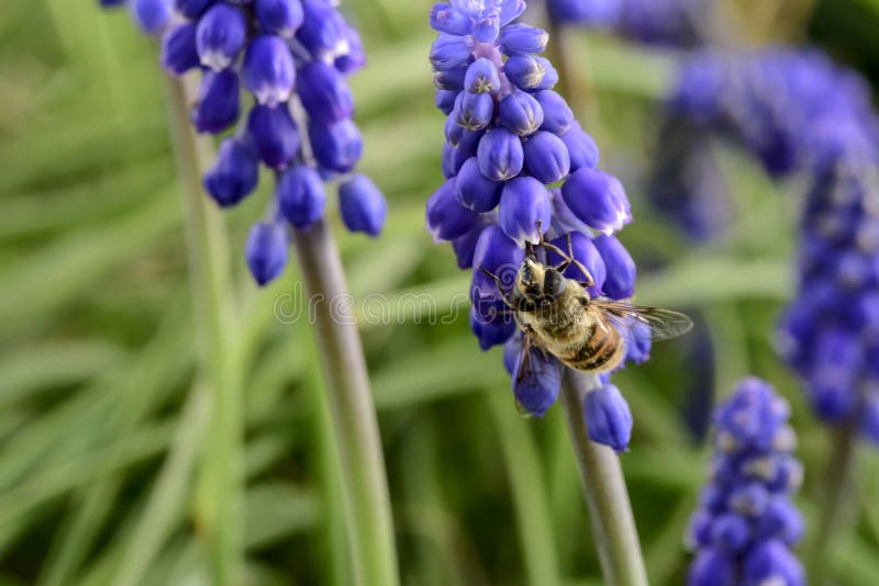 Bee on flowers in spring, stock photo. Image of flowery - 212913164