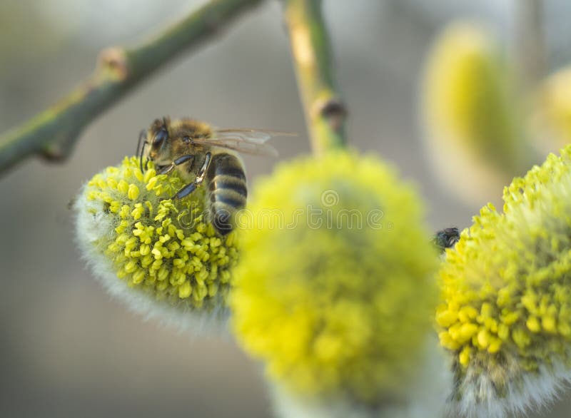 Bee on fluffy willow stock image. Image of garden, animal - 195824599