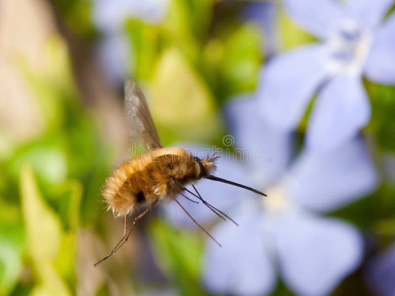 Hairy Fly With Long Proboscis Bombylius Major, Bee-fly Stock Photo ...