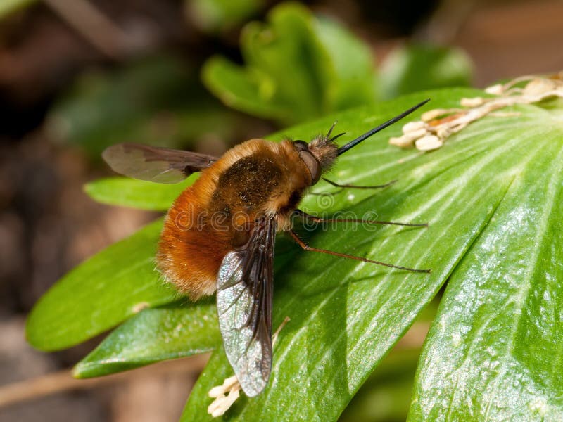 Bee fly stock photo. Image of hairy, major, trunk, summer - 16108288