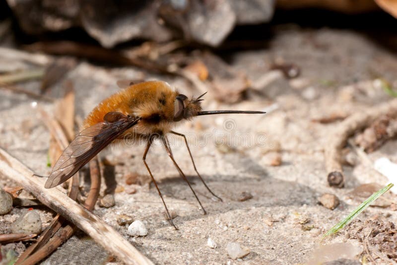 Bee fly stock image. Image of major, nature, close, bombylius - 16108299