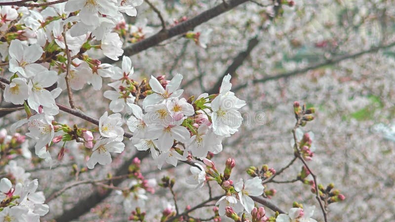 A Bee Fly Around Blossomed Pink Sakura Stock Footage - Video of natural ...