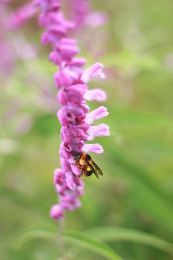 Bee fly around flower stock photo. Image of flowers, outdoor - 91865298