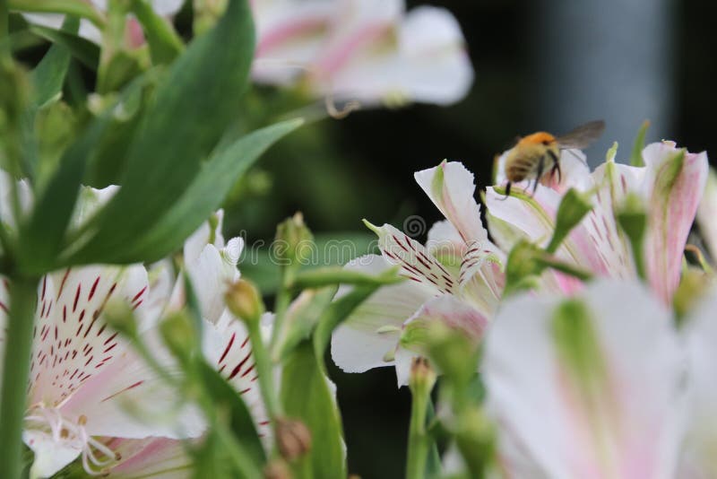 Bee fly around flower stock image. Image of invertebrate - 215544521
