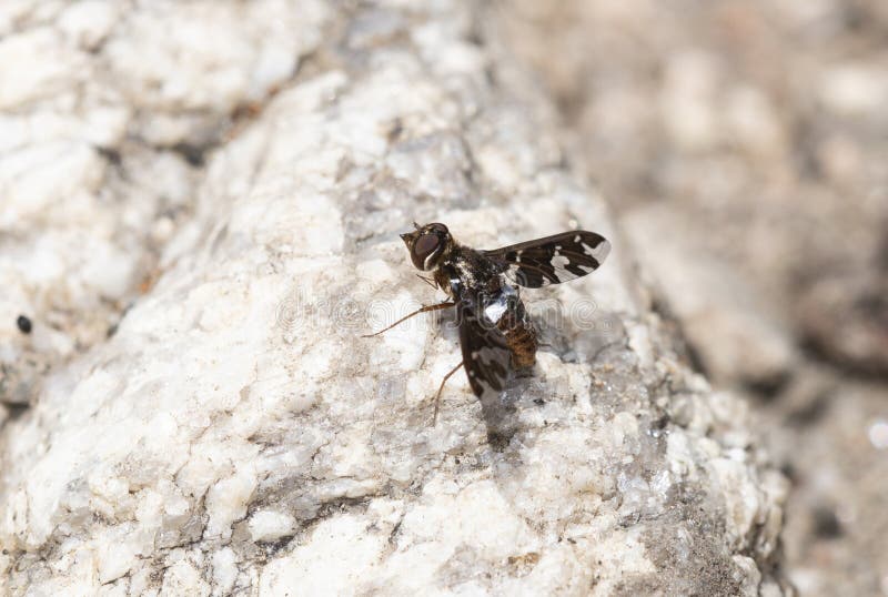 A Bee Fly Exoprosopa Caliptera Perched on a Rock in Colorado Stock ...