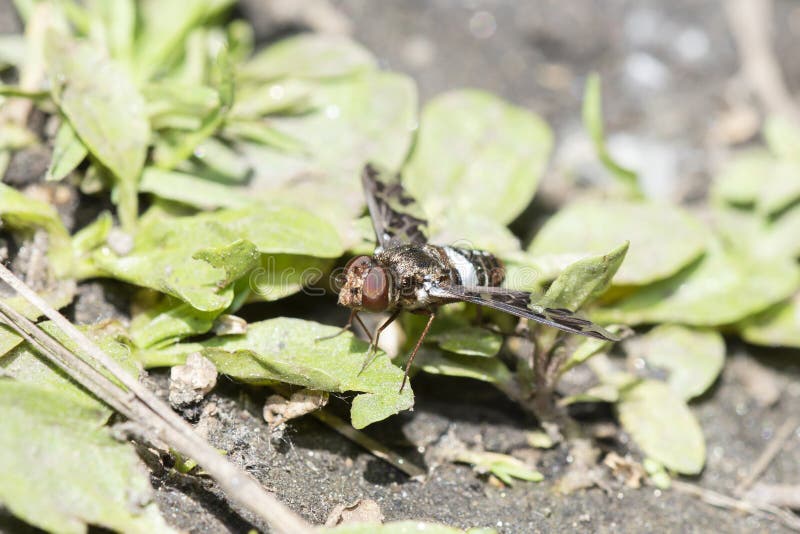A Bee Fly Exoprosopa Caliptera Perched on a Rock in Colorado Stock ...