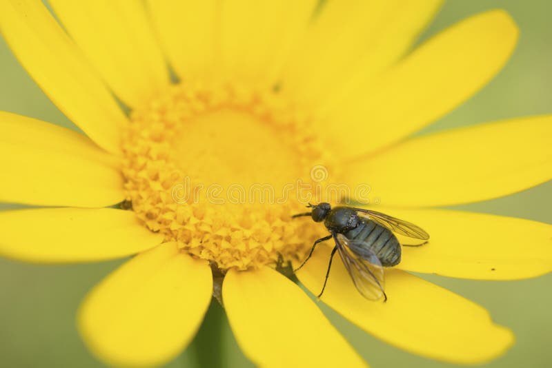 Bee Fly, Genus Usia, on Yellow Corn Marigold Glebionis Segetum Stock ...