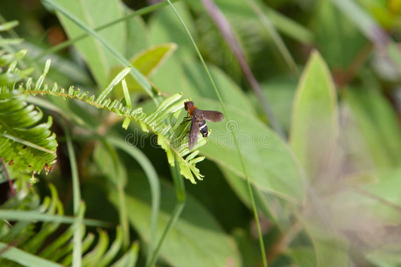 The Bee Fly on Green Plant. at Nature Stock Photo - Image of view ...