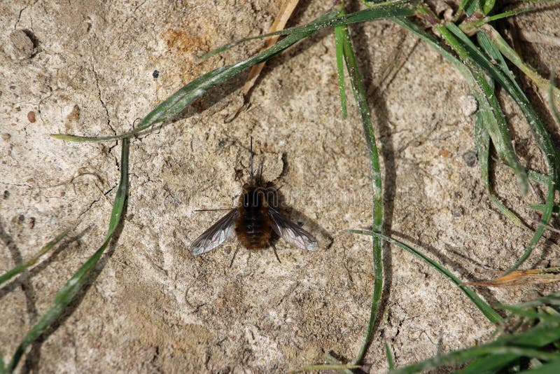 Bee fly on ground stock photo. Image of ground, springtime - 114007056