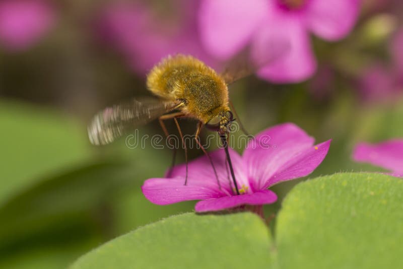 Bee Fly stock image. Image of animal, colors, hair, pest - 45879761