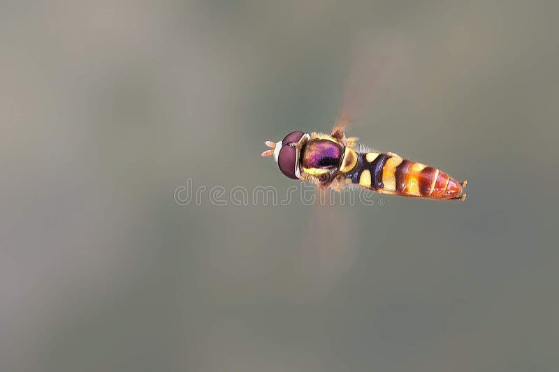 Bee Fly - Shoot Macro Closeup Bee Stock Image - Image of pollen ...