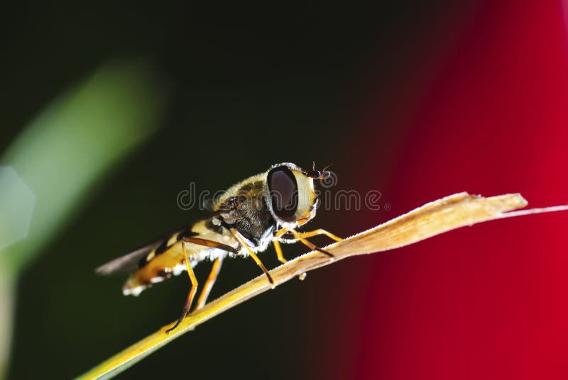 Bee-Fly on the straw stock photo. Image of posing, lighting - 44858532