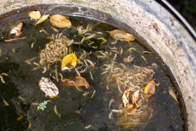 Bee Fly Tail Larvae in Standing Water in a Bucket in the Garden Stock ...