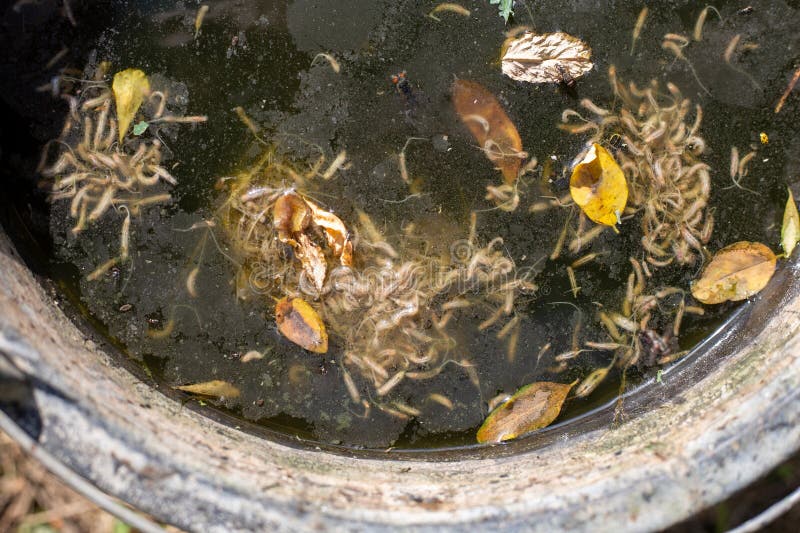 Bee Fly Tail Larvae in Standing Water in a Bucket in the Garden Stock ...