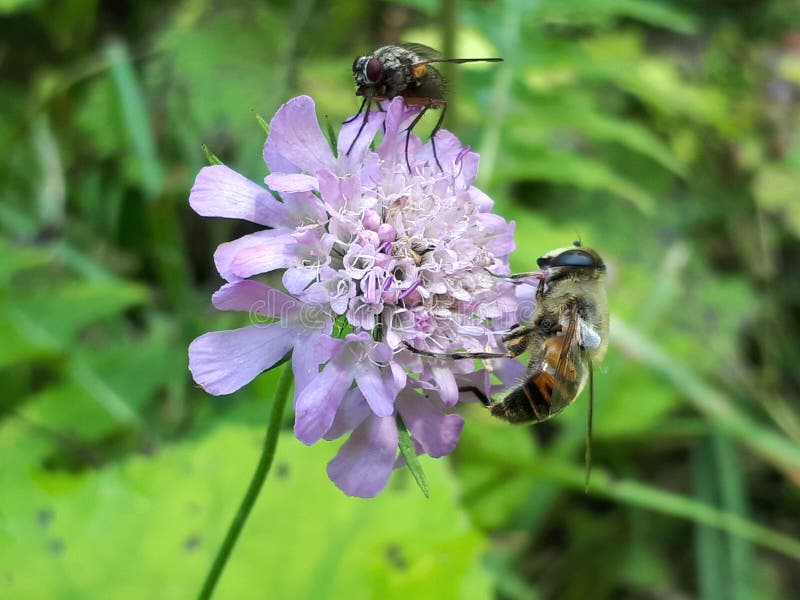 A Bee and a Fly Work Together. Stock Image - Image of work, harming ...