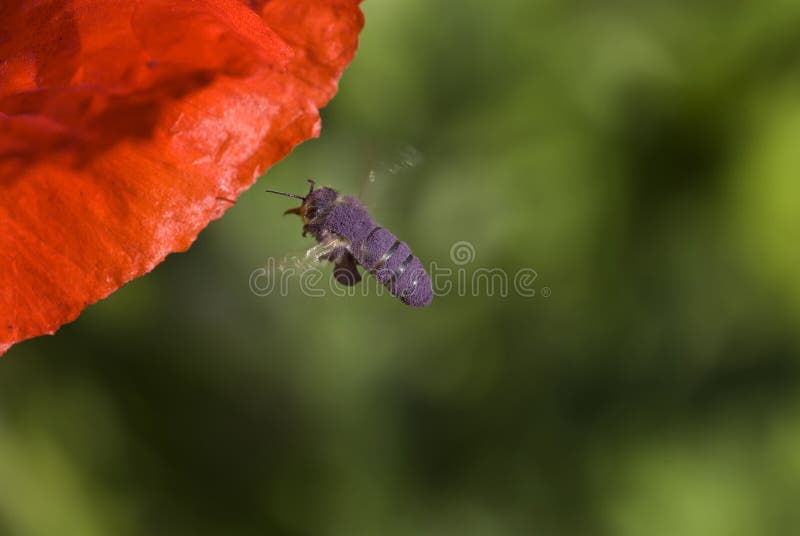 Bee Flying stock photo. Image of pollen, macro, garden - 13312332