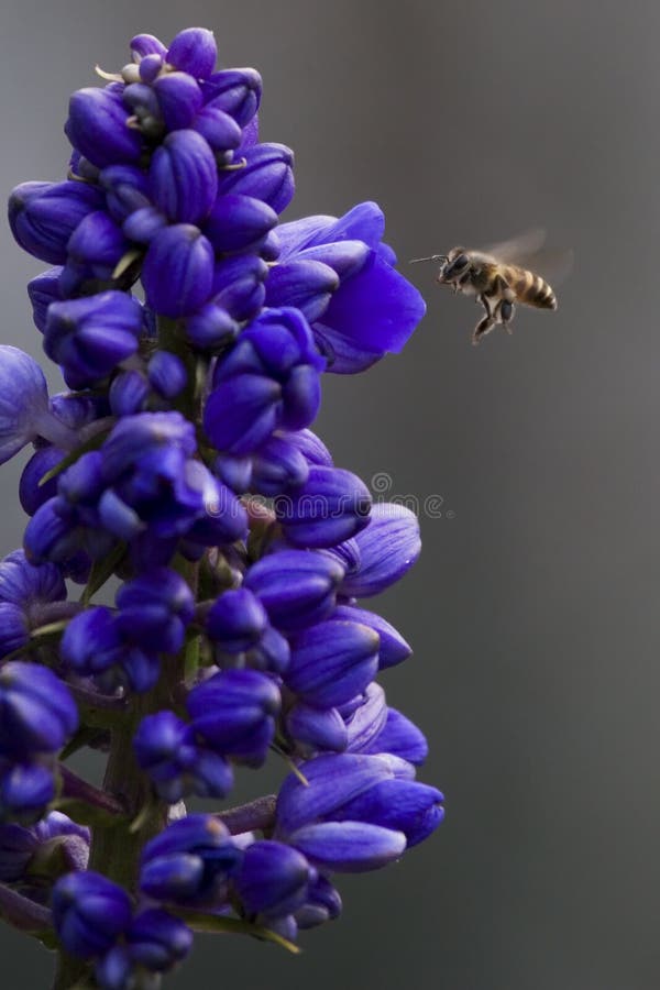 Bee flying stock photo. Image of pollination, natural - 3562418