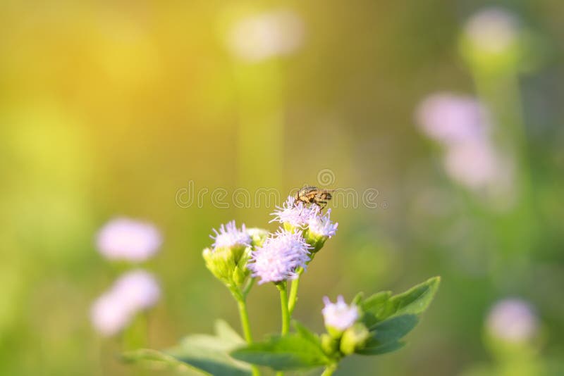 Bee Flying Around Cluster of Light Purple Flowers. Stock Image - Image ...
