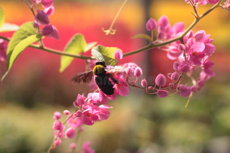 A Bee Flying Around a Flower in the Garden Stock Image - Image of ...