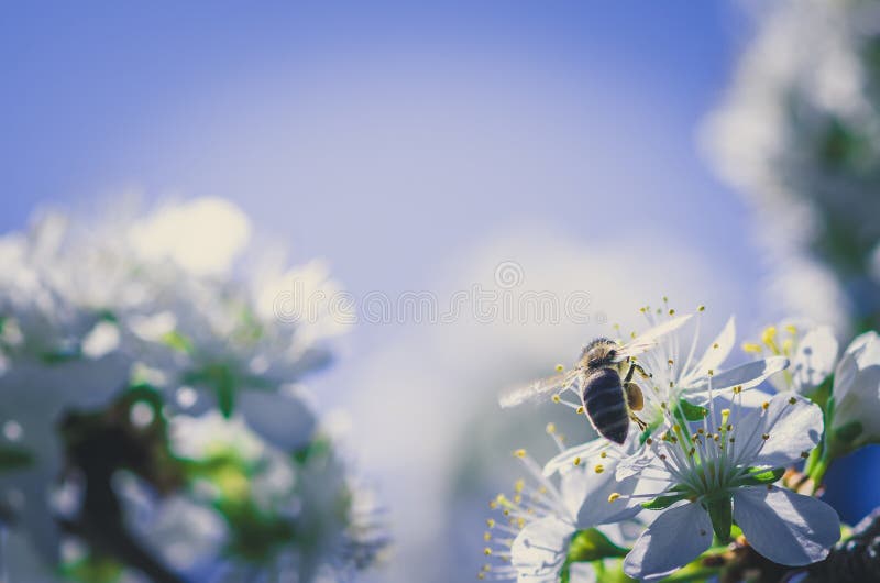 Bee Flying Around Flowers in Spring Time, Copy Space Stock Photo ...