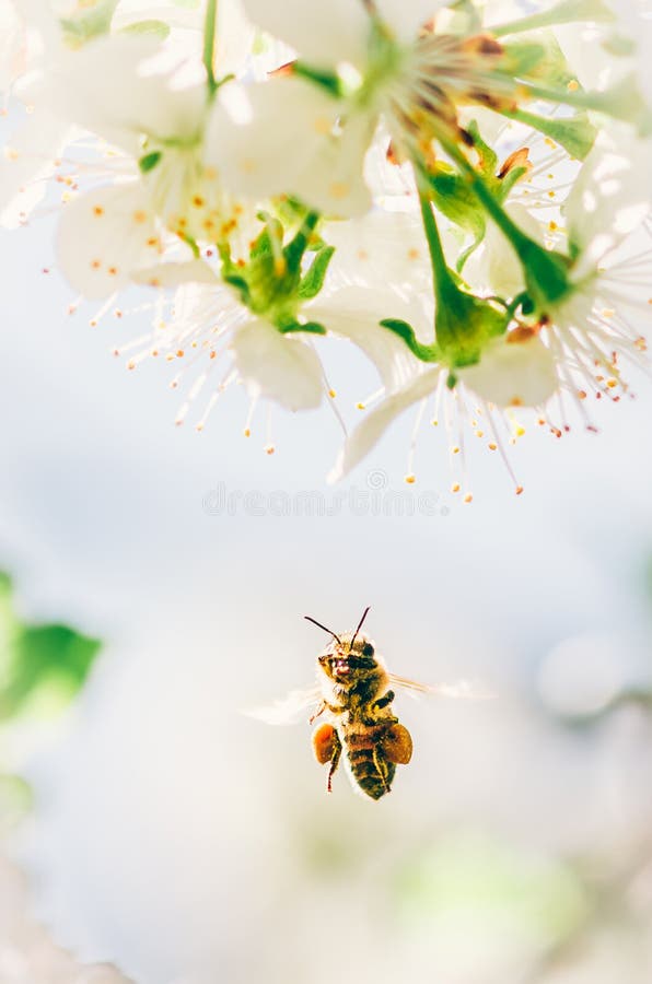 Bee Flying Around Flowers in Spring Time, Copy Space Stock Image ...