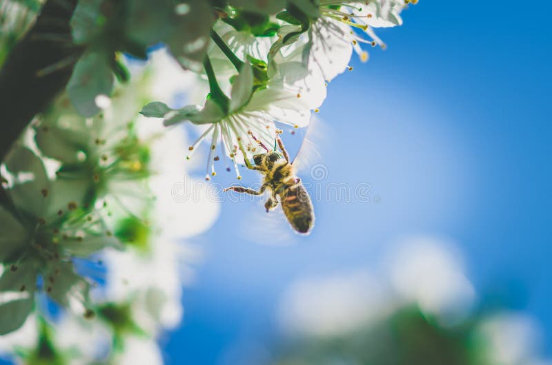 Bee Flying Around Flowers in Spring Time, Copy Space Stock Image ...
